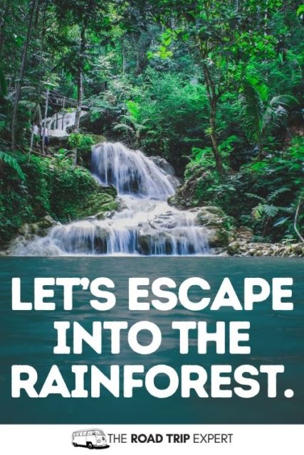 100 Exotic Rainforest and Jungle Captions for Instagram