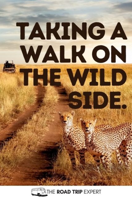 100 Incredible Safari Captions for Instagram (With Puns!)